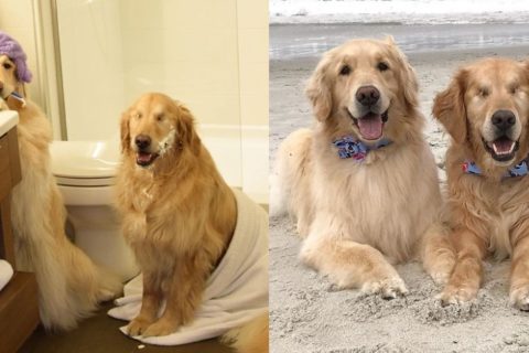 Άρθρα με ετικέτα: ΓΚΟΛΝΤΕΝ ΡΙΤΡΙΒΕΡ - Enimerotiko.gr